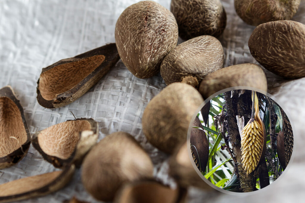 Murumuru Butter - Powerful Ingredient for Hair and Skincare | Alexandar ...